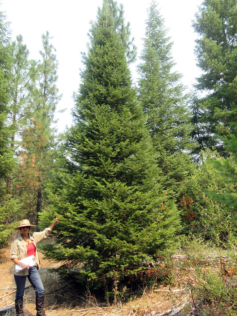 Order Form - 2021 Large Live Christmas Trees - 19′ to 72′ tall